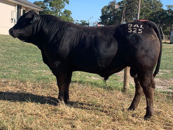 Annual Bull Sale - Balamara Limousin & Angus