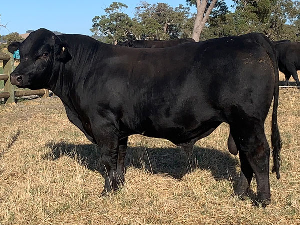 Annual Bull Sale - Balamara Limousin & Angus