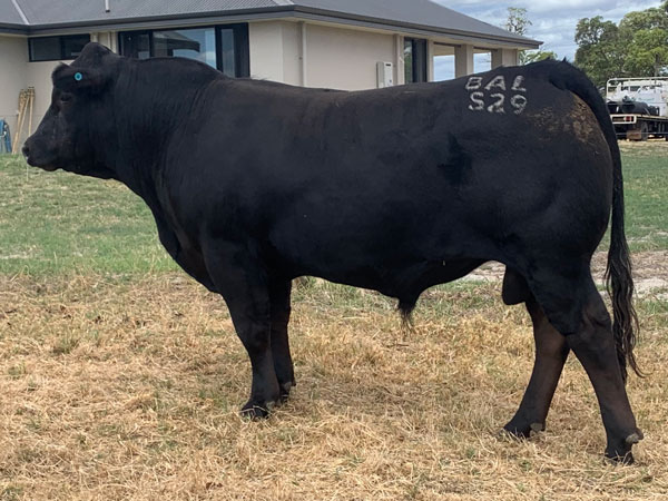 Annual Bull Sale - Balamara Limousin & Angus