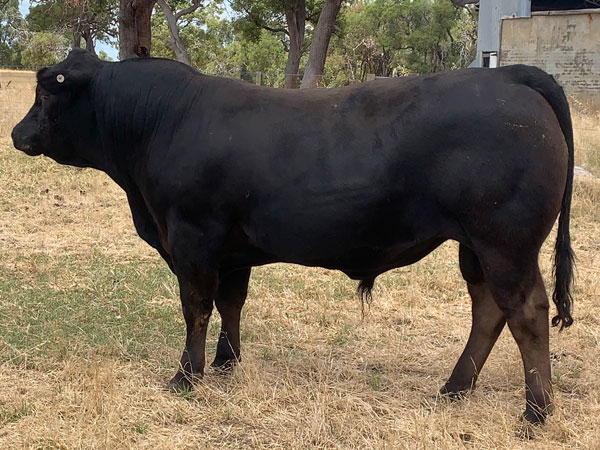 Annual Bull Sale - Balamara Limousin & Angus