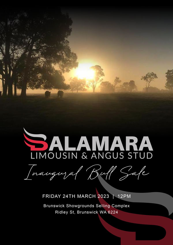 Annual Bull Sale - Balamara Limousin & Angus